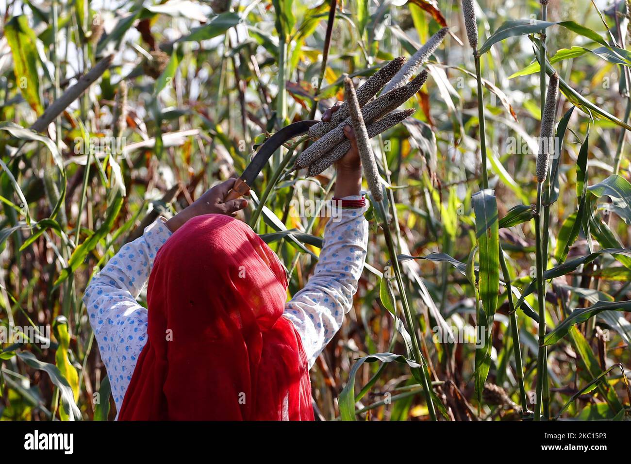 Indian Farmer Harvest millet in a field on the outskirts village of ...