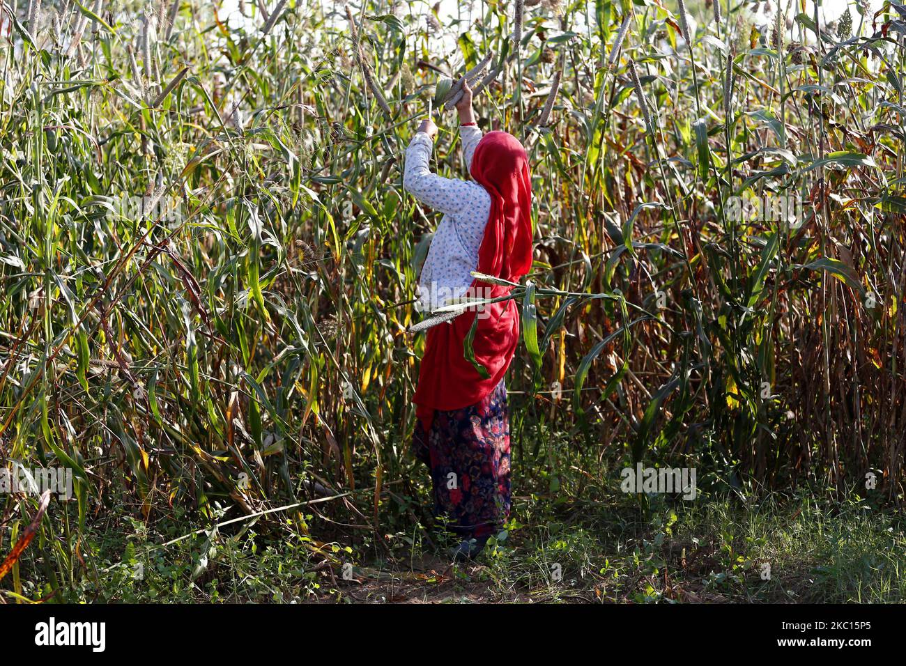 Indian Farmer Harvest millet in a field on the outskirts village of ...