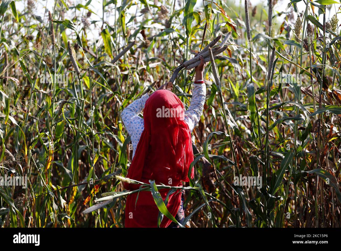 Indian Farmer Harvest millet in a field on the outskirts village of ...