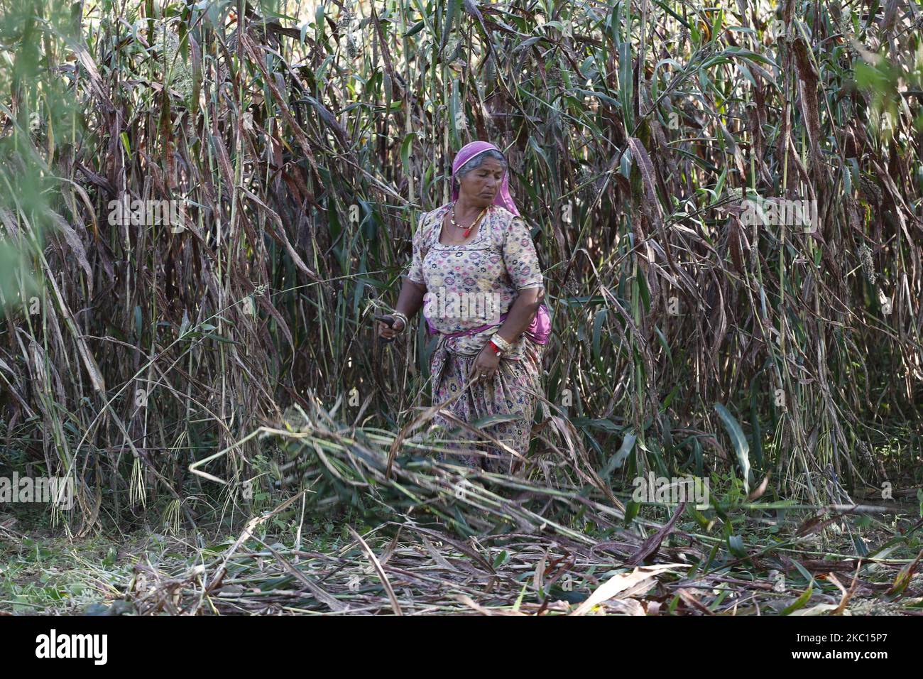 Indian Farmer Harvest millet in a field on the outskirts village of ...