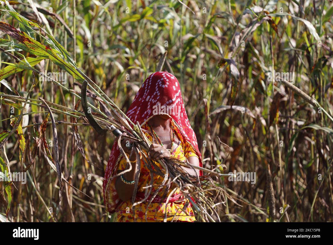 Indian Farmer Harvest millet in a field on the outskirts village of ...