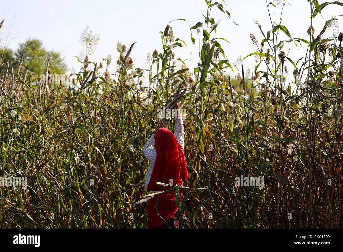 Indian Farmer Harvest millet in a field on the outskirts village of ...