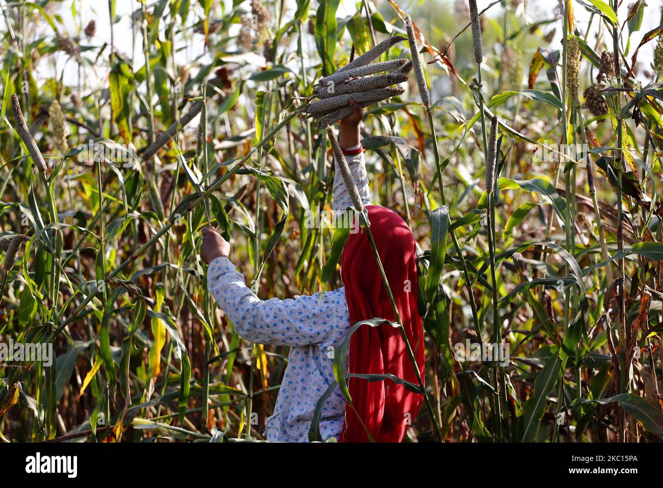 Indian Farmer Harvest millet in a field on the outskirts village of ...