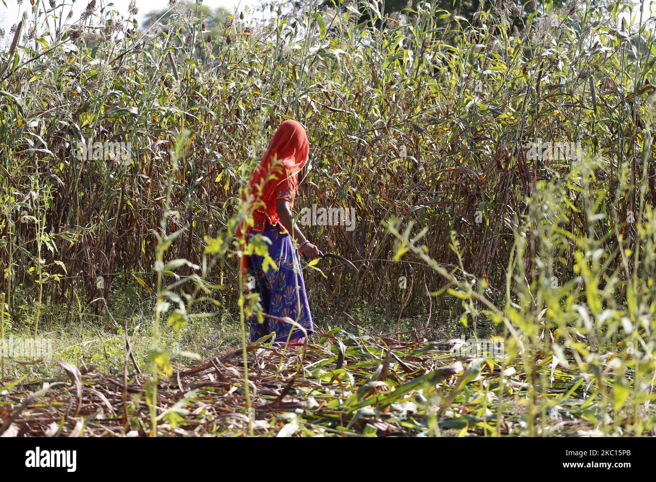 Indian Farmer Harvest millet in a field on the outskirts village of ...