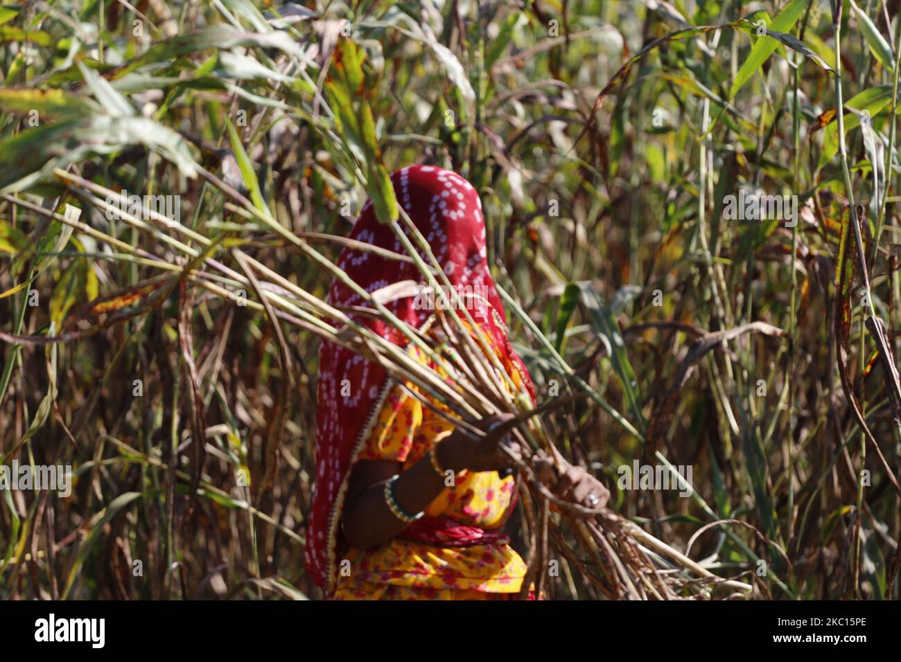 Indian Farmer Harvest millet in a field on the outskirts village of ...