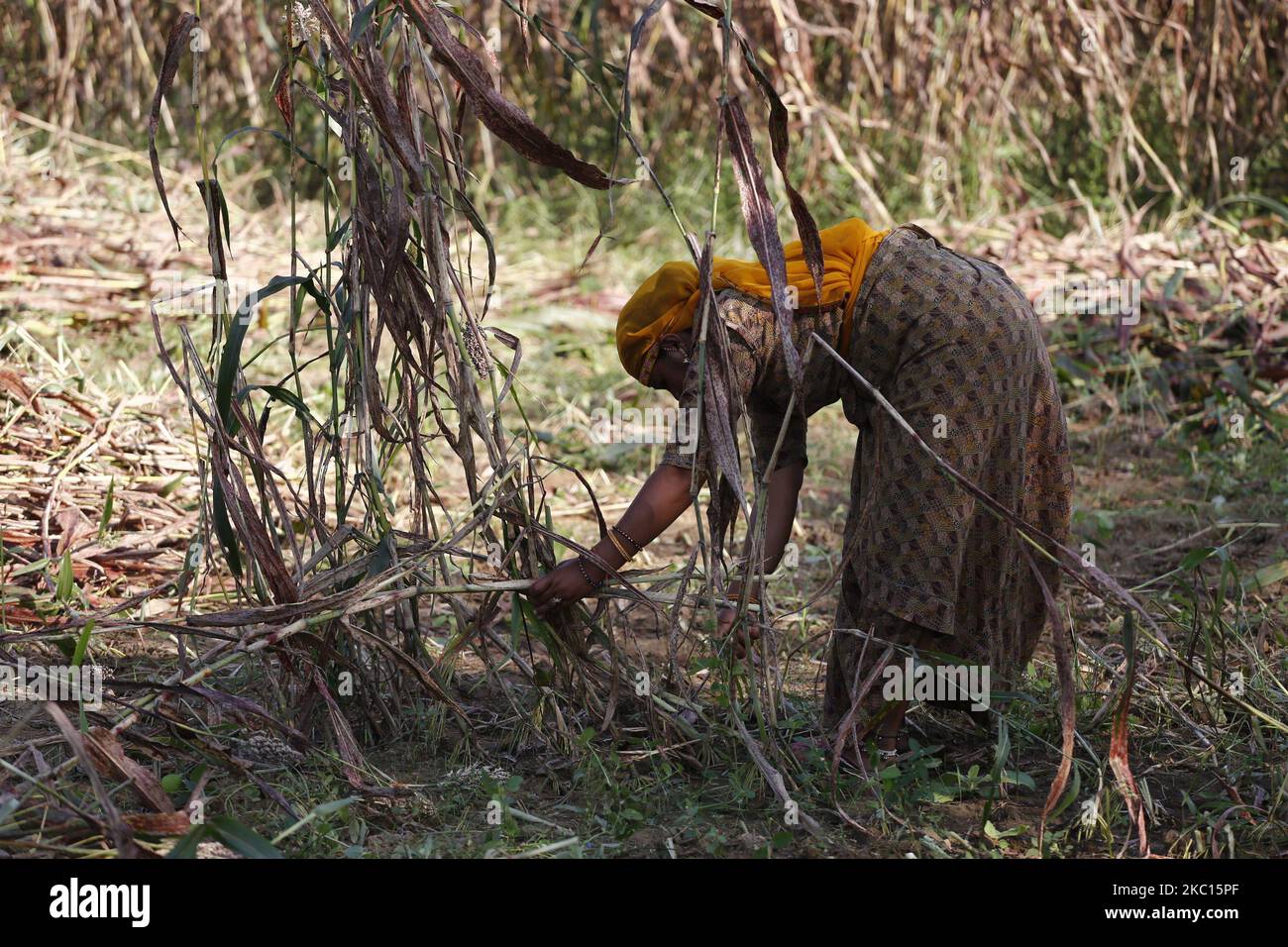Indian Farmer Harvest millet in a field on the outskirts village of ...