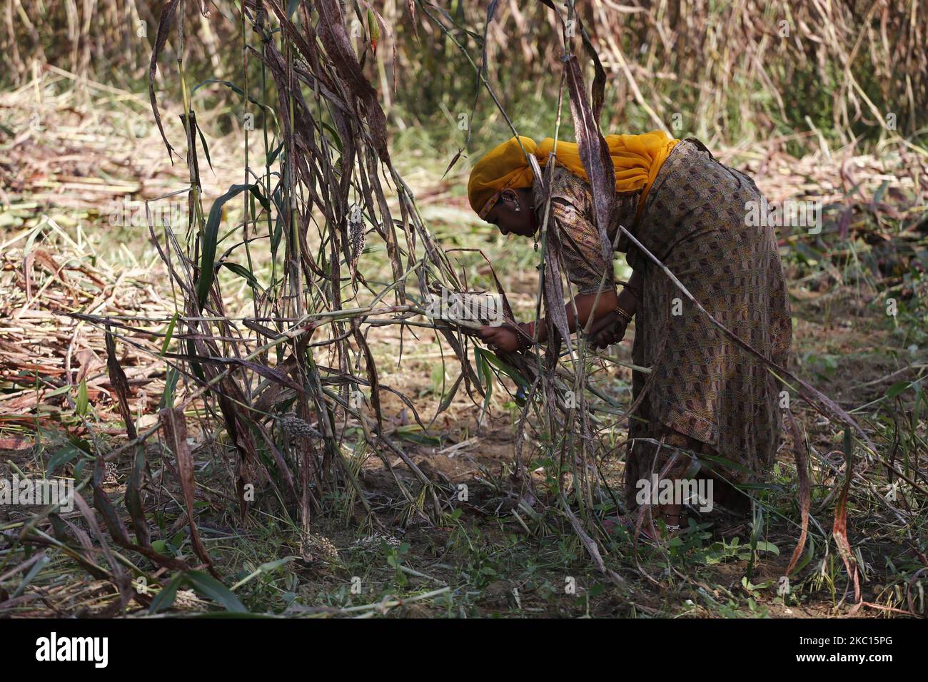 Indian Farmer Harvest millet in a field on the outskirts village of ...