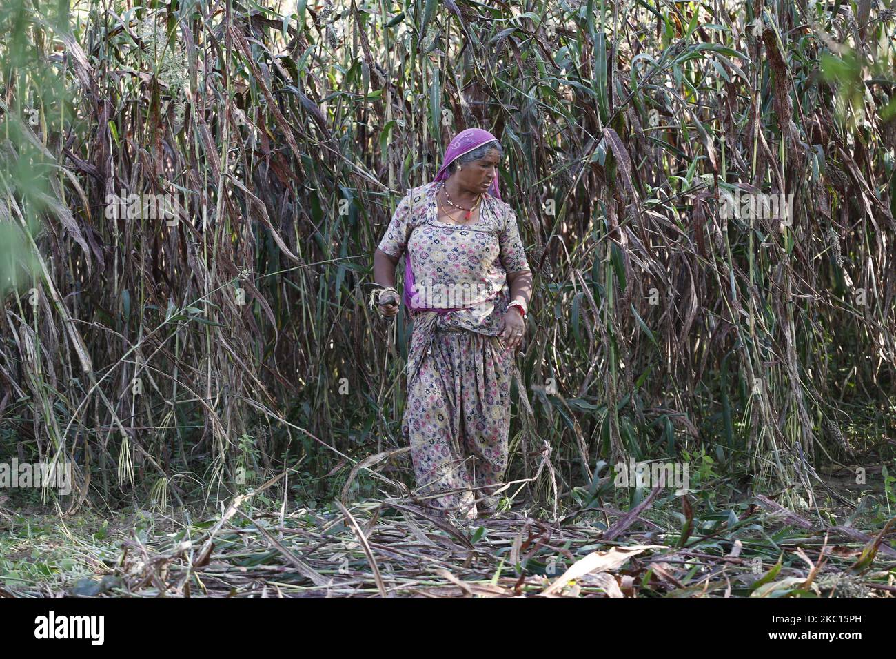 Indian Farmer Harvest millet in a field on the outskirts village of ...