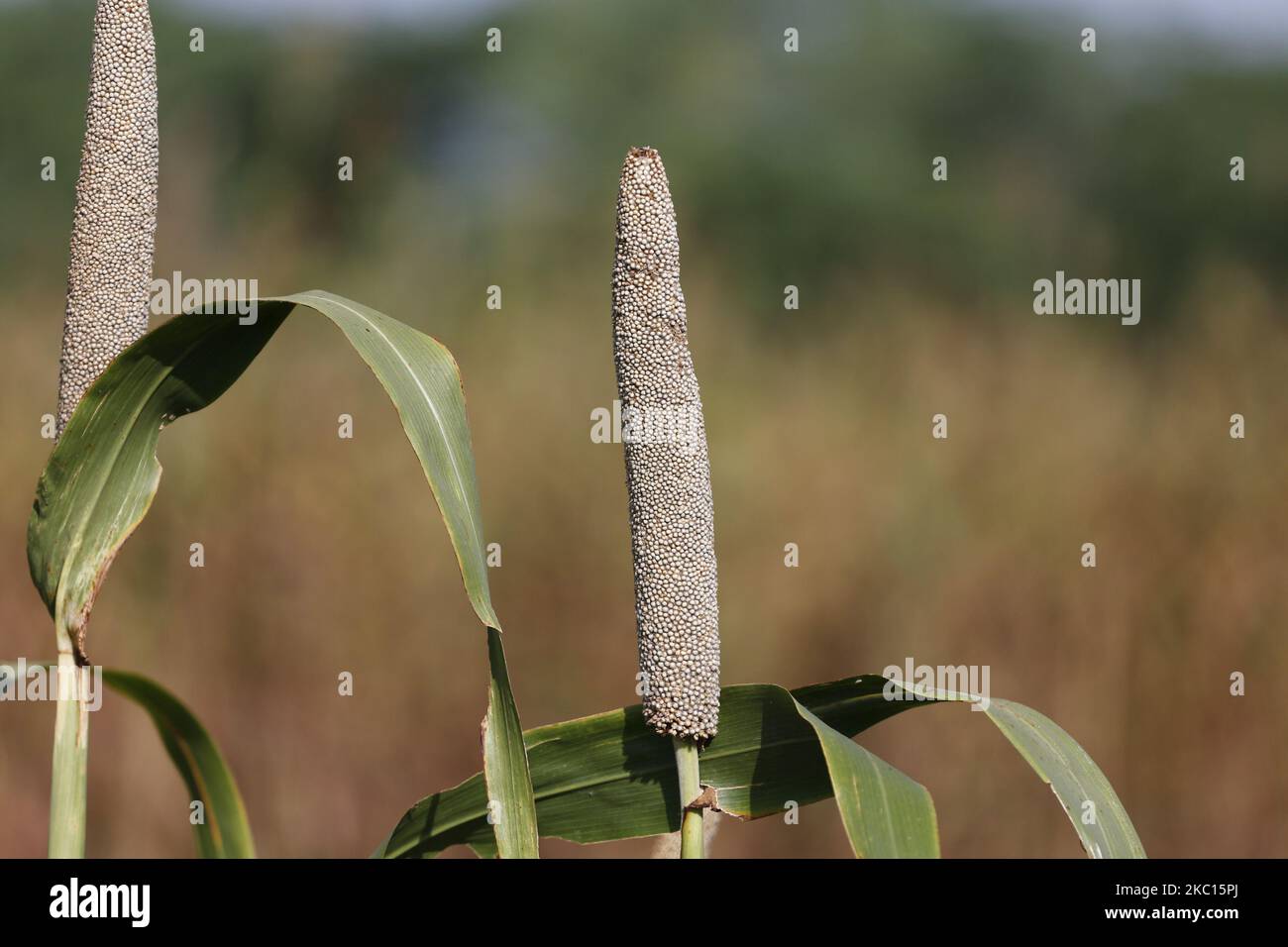 Indian Farmer Harvest millet in a field on the outskirts village of ...