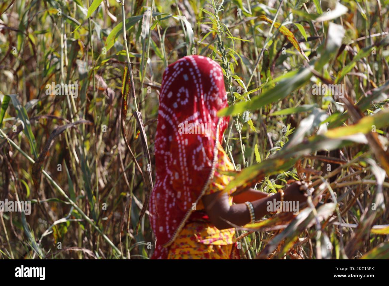 Indian Farmer Harvest millet in a field on the outskirts village of ...
