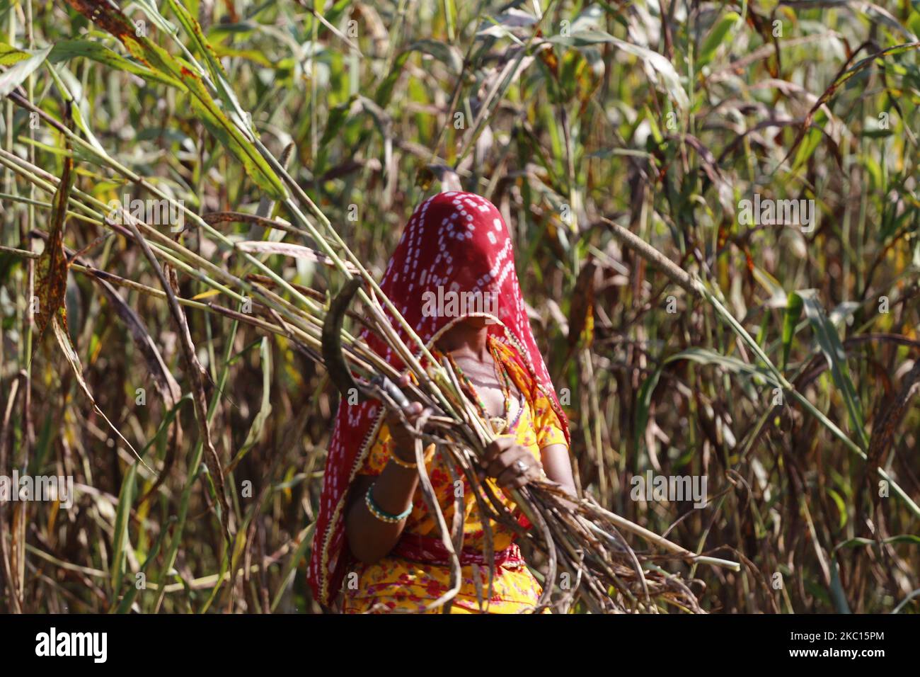 Indian Farmer Harvest millet in a field on the outskirts village of ...