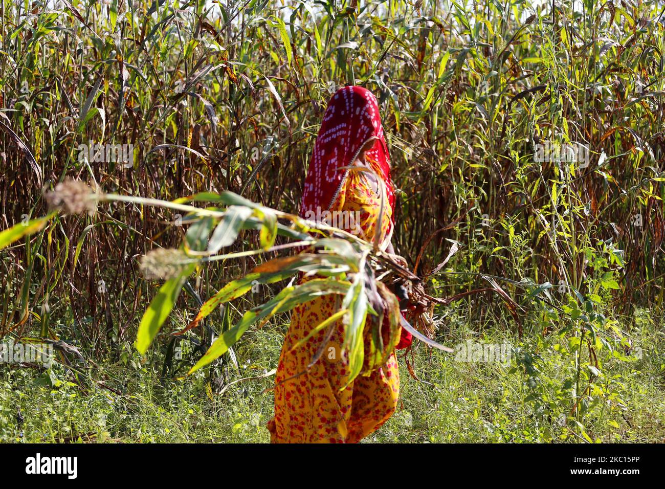 Indian Farmer Harvest millet in a field on the outskirts village of ...