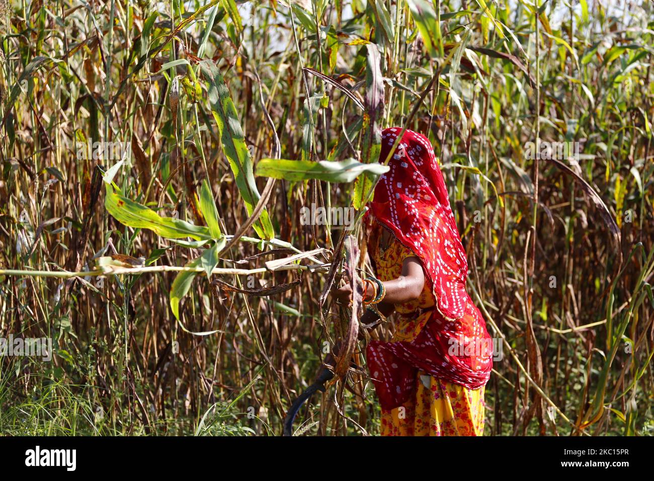 Indian Farmer Harvest millet in a field on the outskirts village of ...