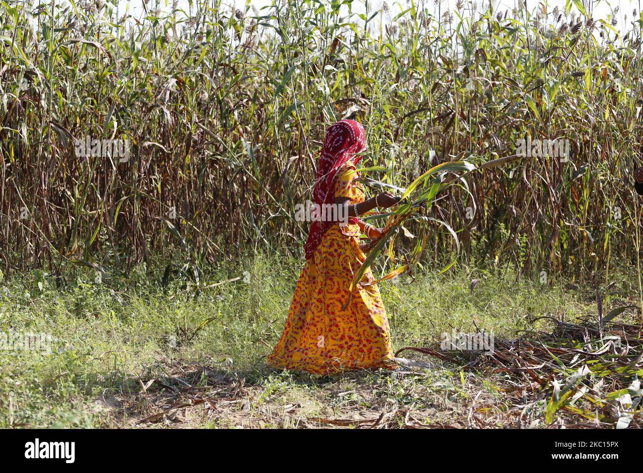 Indian Farmer Harvest millet in a field on the outskirts village of ...