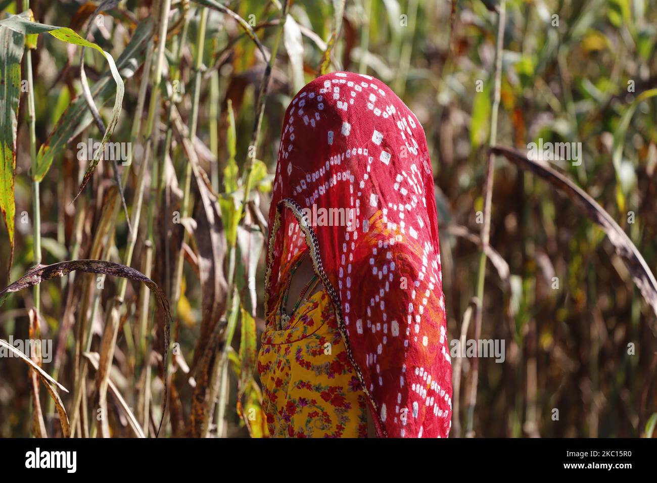 Indian Farmer Harvest millet in a field on the outskirts village of ...