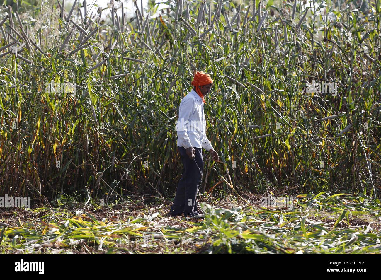 Indian Farmer Harvest millet in a field on the outskirts village of ...