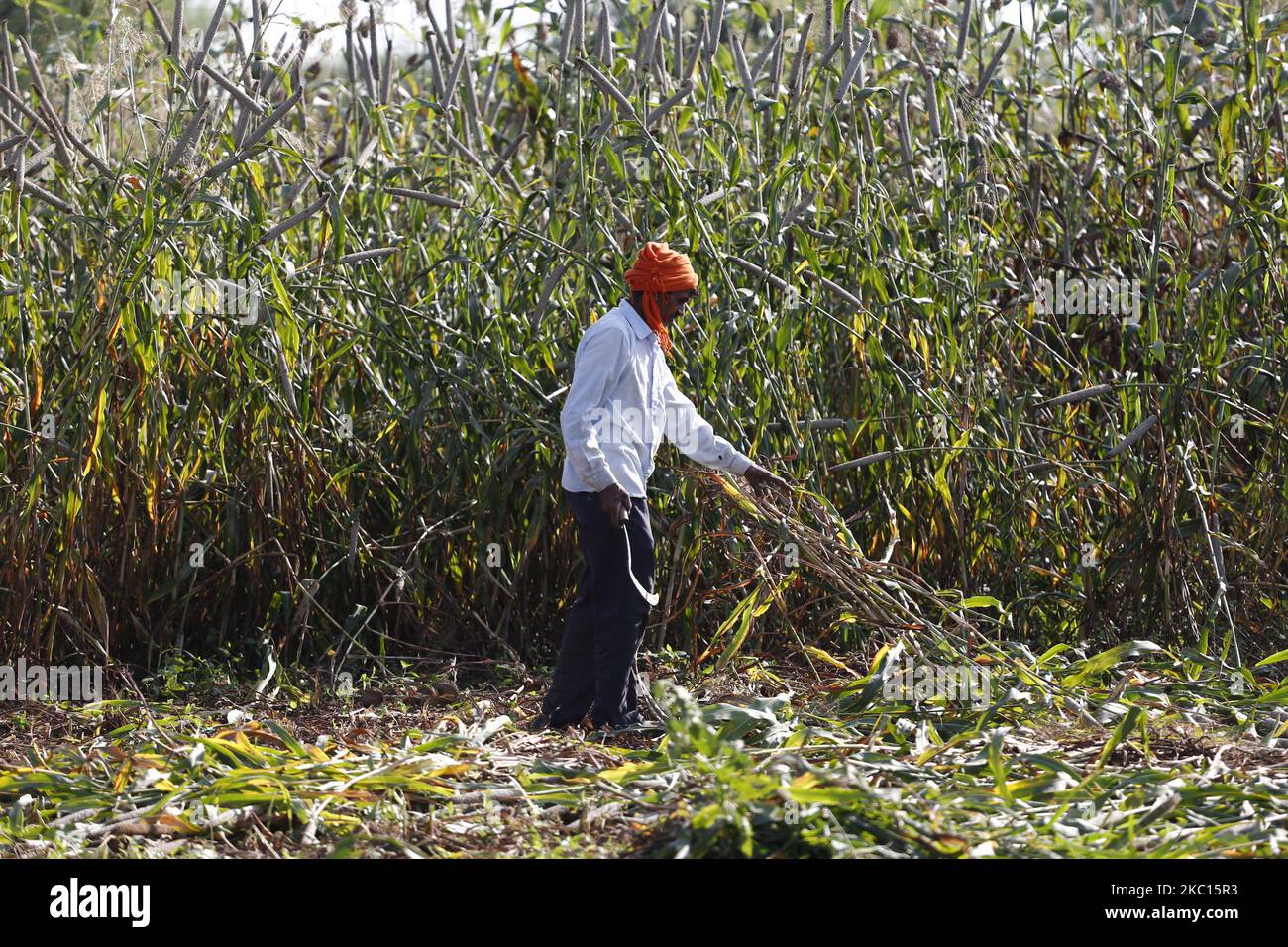 Indian Farmer Harvest millet in a field on the outskirts village of ...