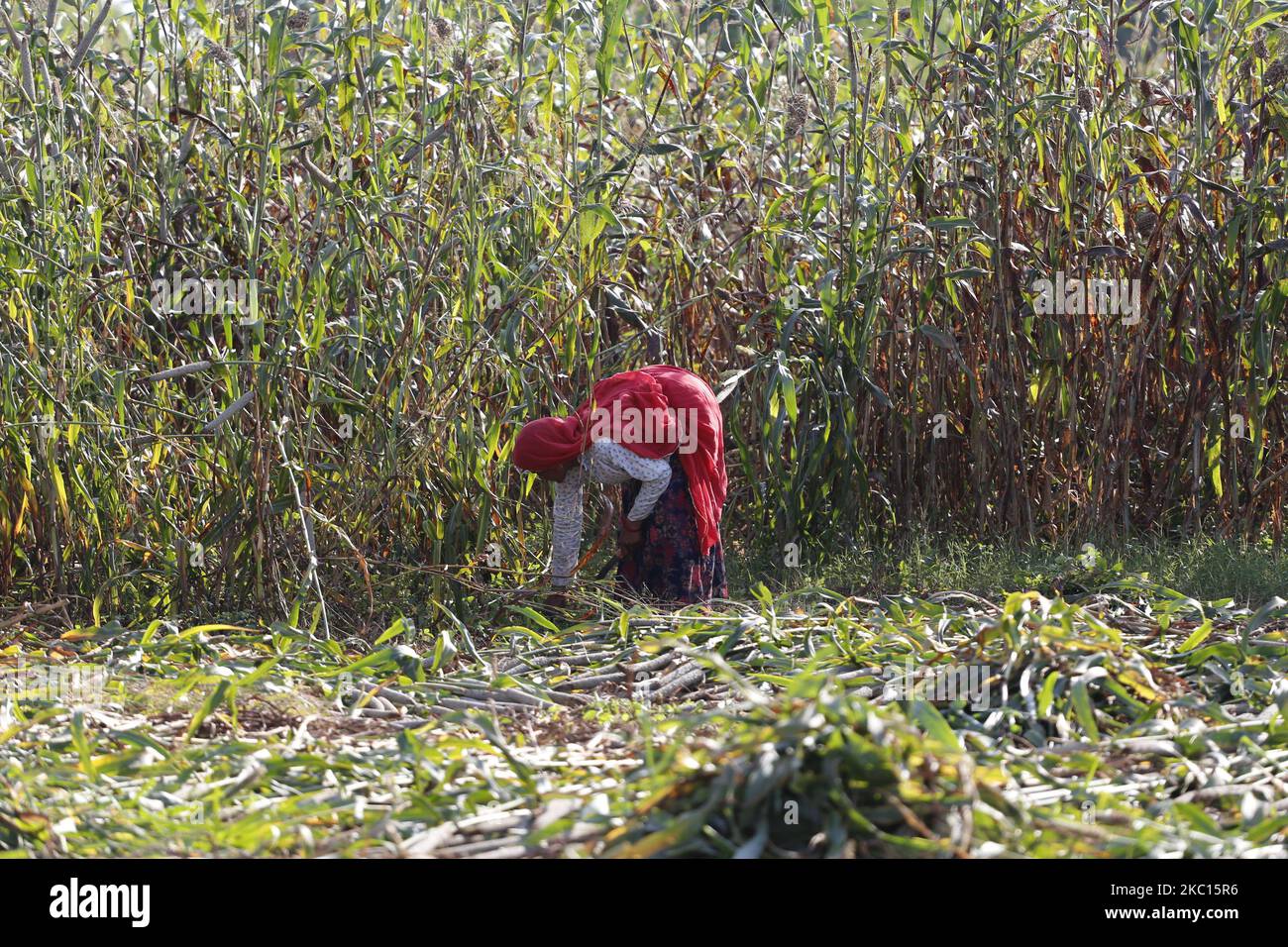 Indian Farmer Harvest millet in a field on the outskirts village of ...