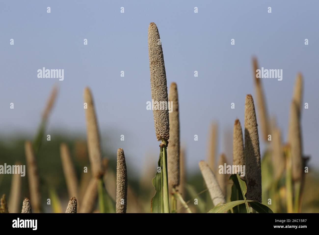 Indian Farmer Harvest millet in a field on the outskirts village of ...