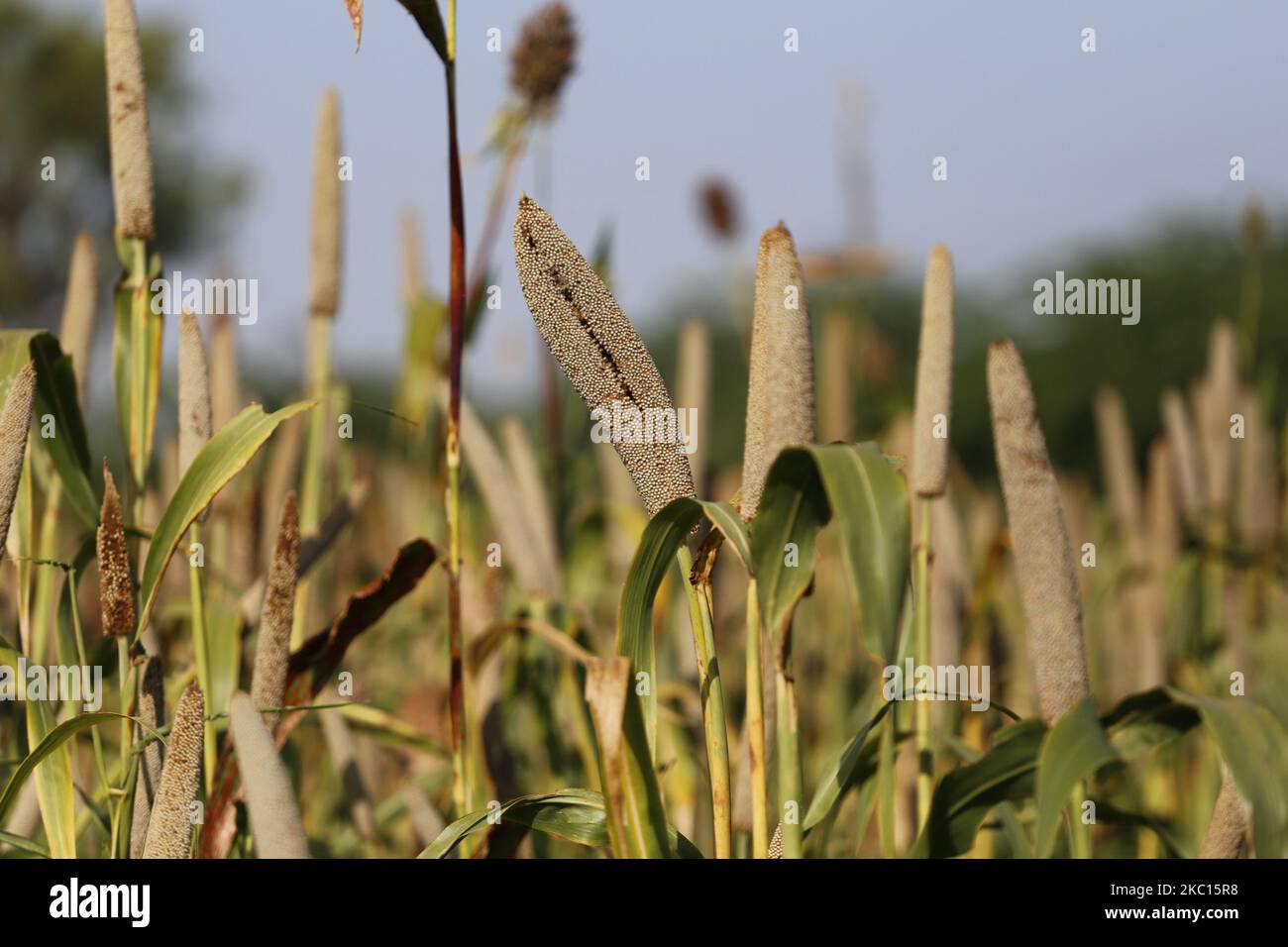 Indian Farmer Harvest millet in a field on the outskirts village of ...
