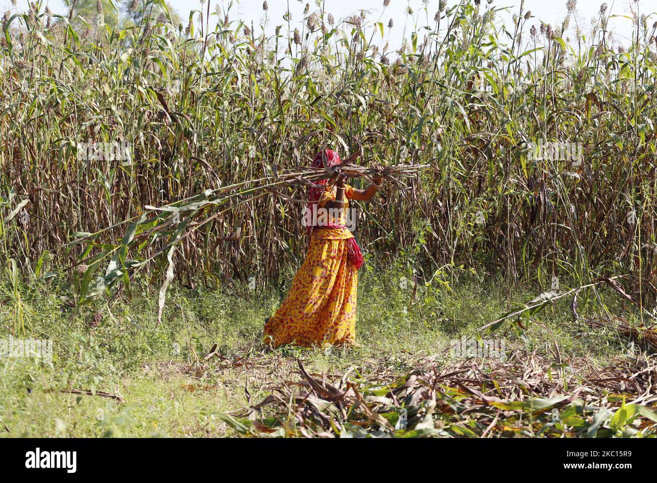 Indian Farmer Harvest millet in a field on the outskirts village of ...