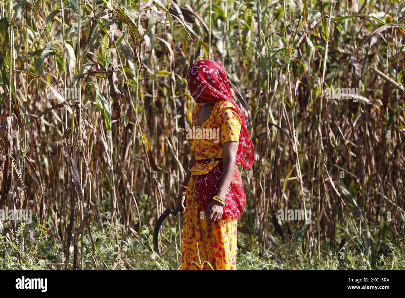 Indian Farmer Harvest millet in a field on the outskirts village of ...