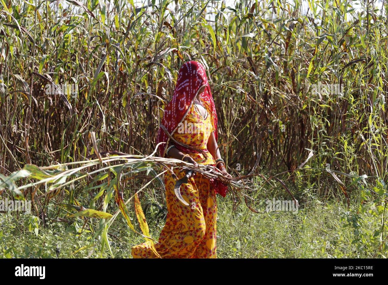 Indian Farmer Harvest millet in a field on the outskirts village of ...