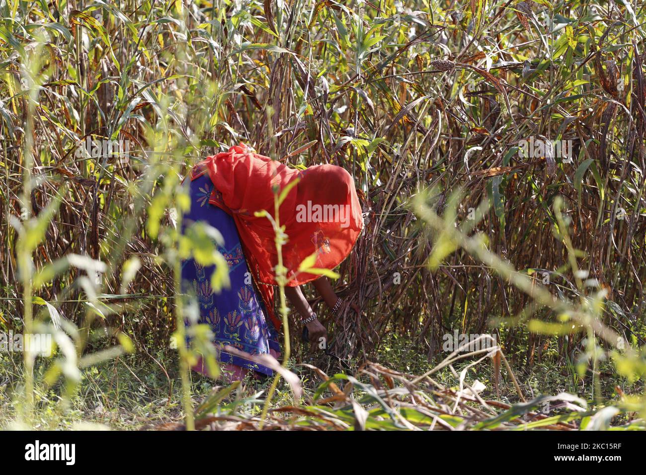 Indian Farmer Harvest millet in a field on the outskirts village of ...