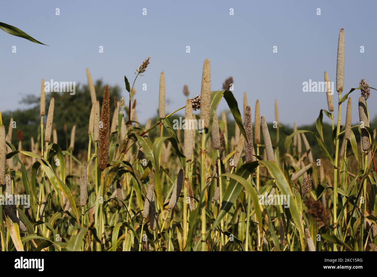 Indian Farmer Harvest millet in a field on the outskirts village of ...
