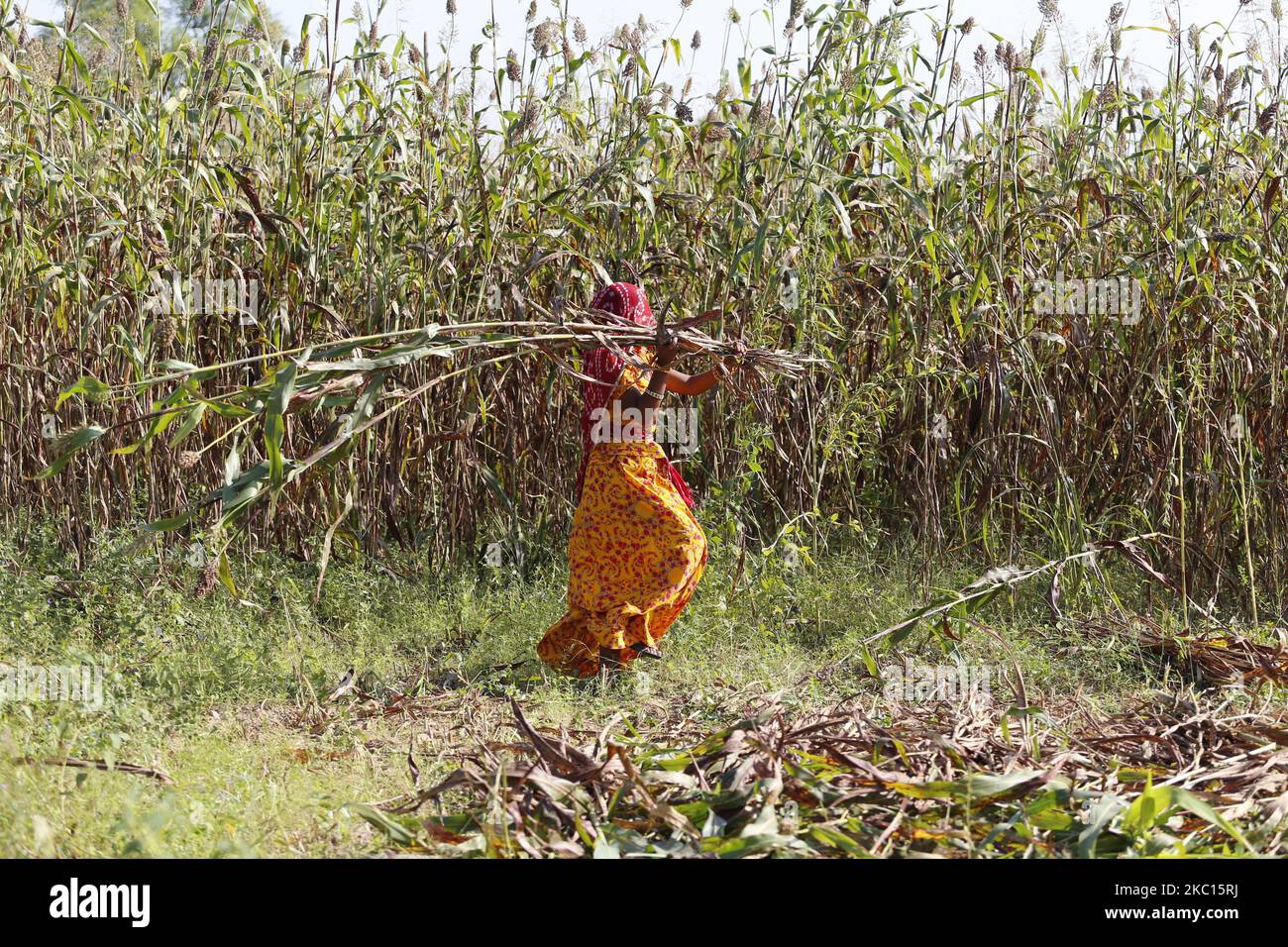 Millet india business hi-res stock photography and images - Alamy