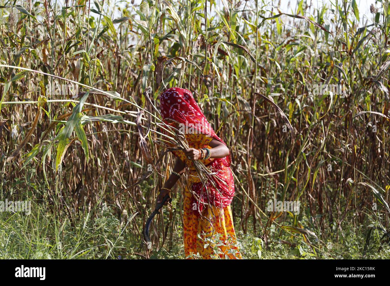 Indian Farmer Harvest millet in a field on the outskirts village of ...