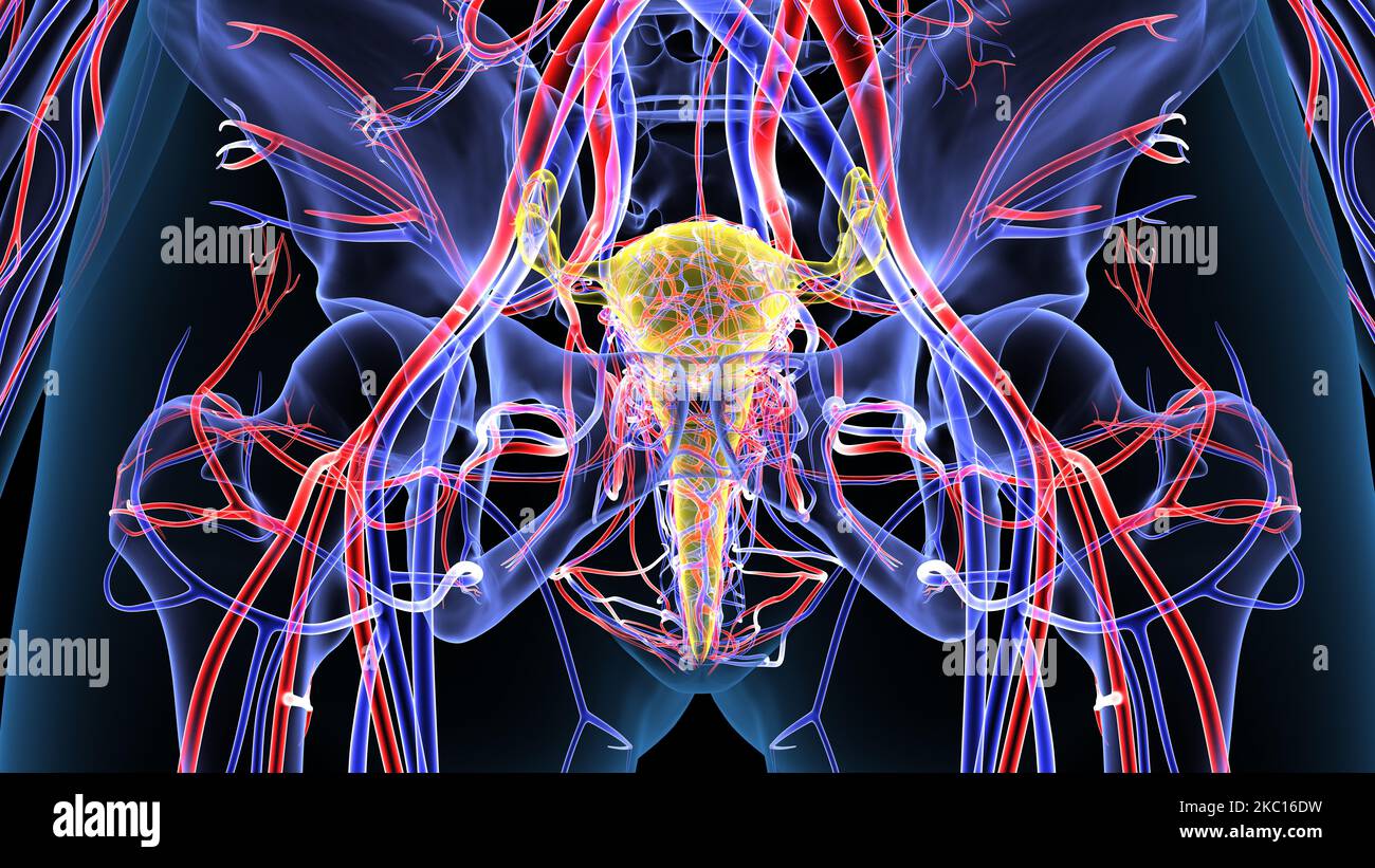 female reproductive system anatomy 3d illustration Stock Photo - Alamy