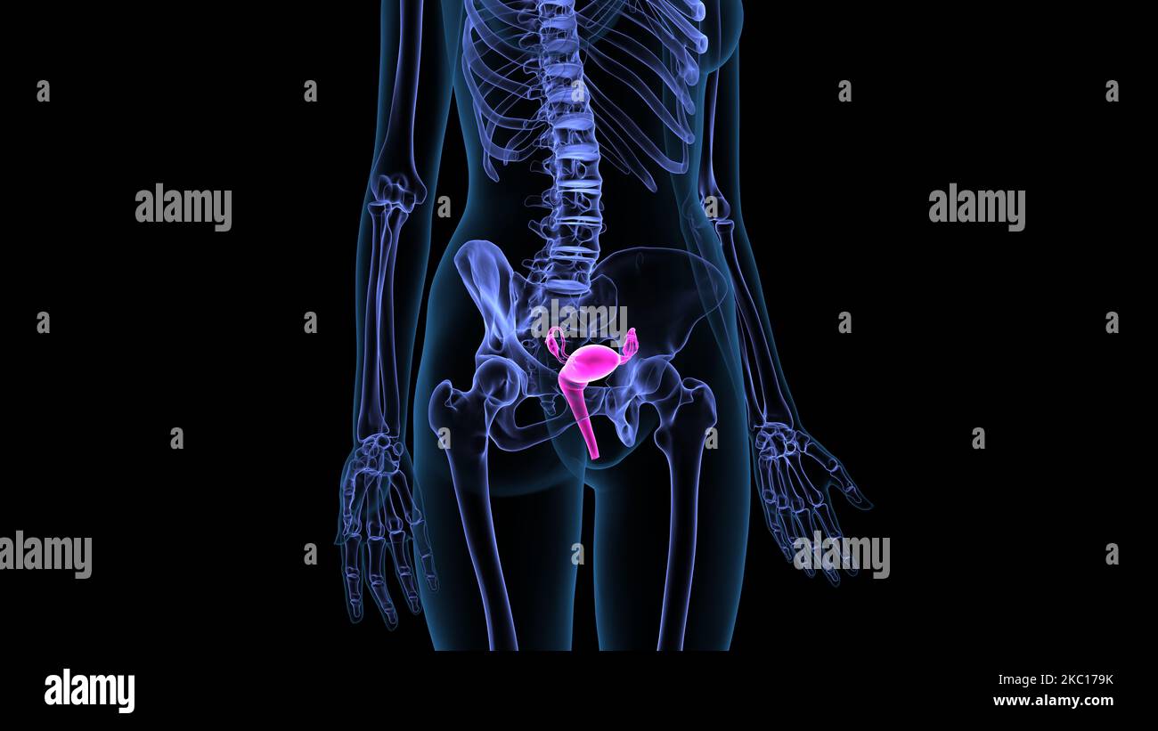 female reproductive system anatomy 3d illustration Stock Photo - Alamy