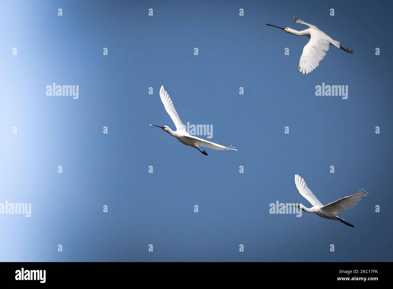 Three great egrets (Ardea alba) flying in the blue sky Stock Photo - Alamy