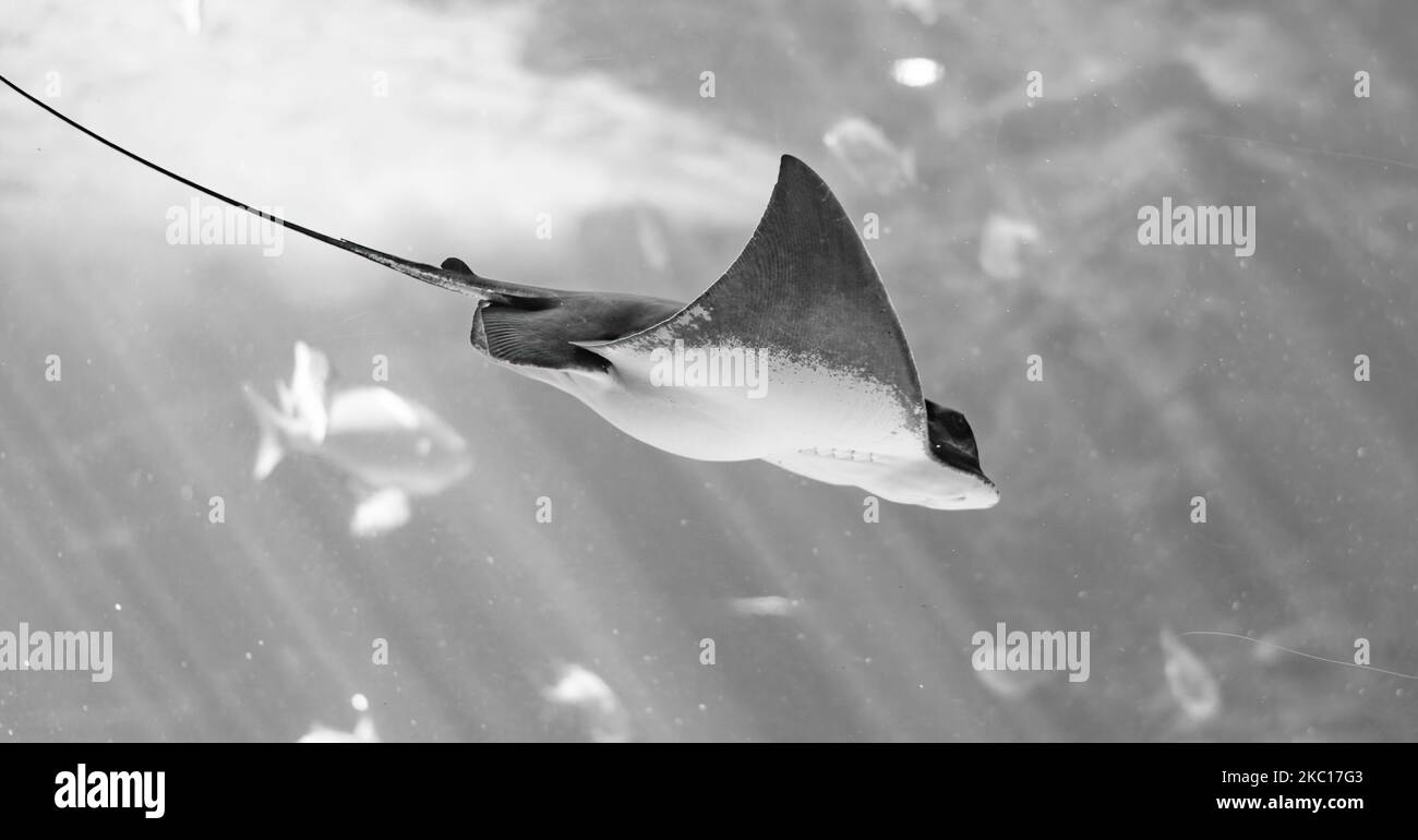 A grayscale closeup shot of a giant oceanic manta ray (Mobula birostris ...