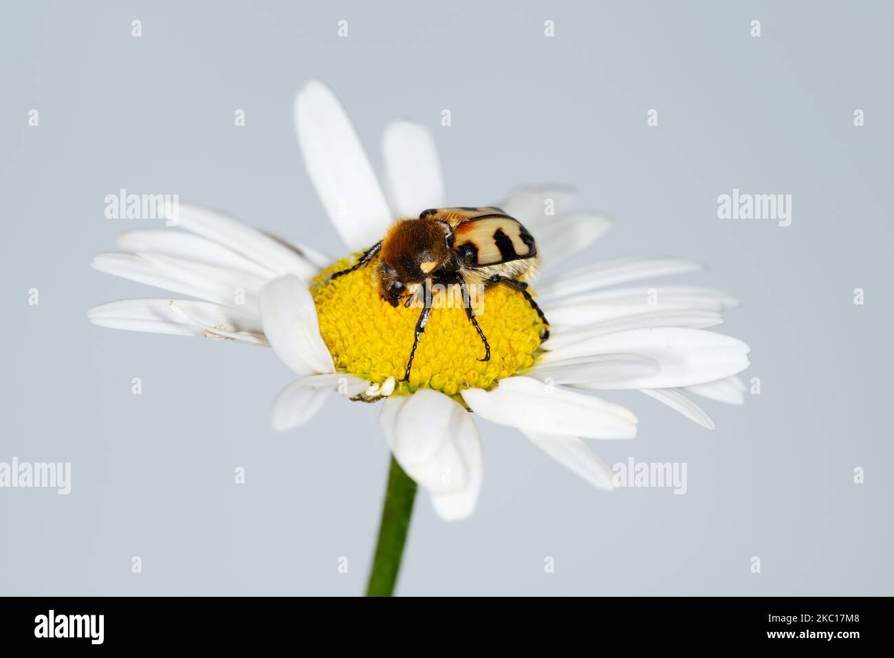 Fluffy black-spotted Bee beetle (Trichius fasciatus) on a flower ...