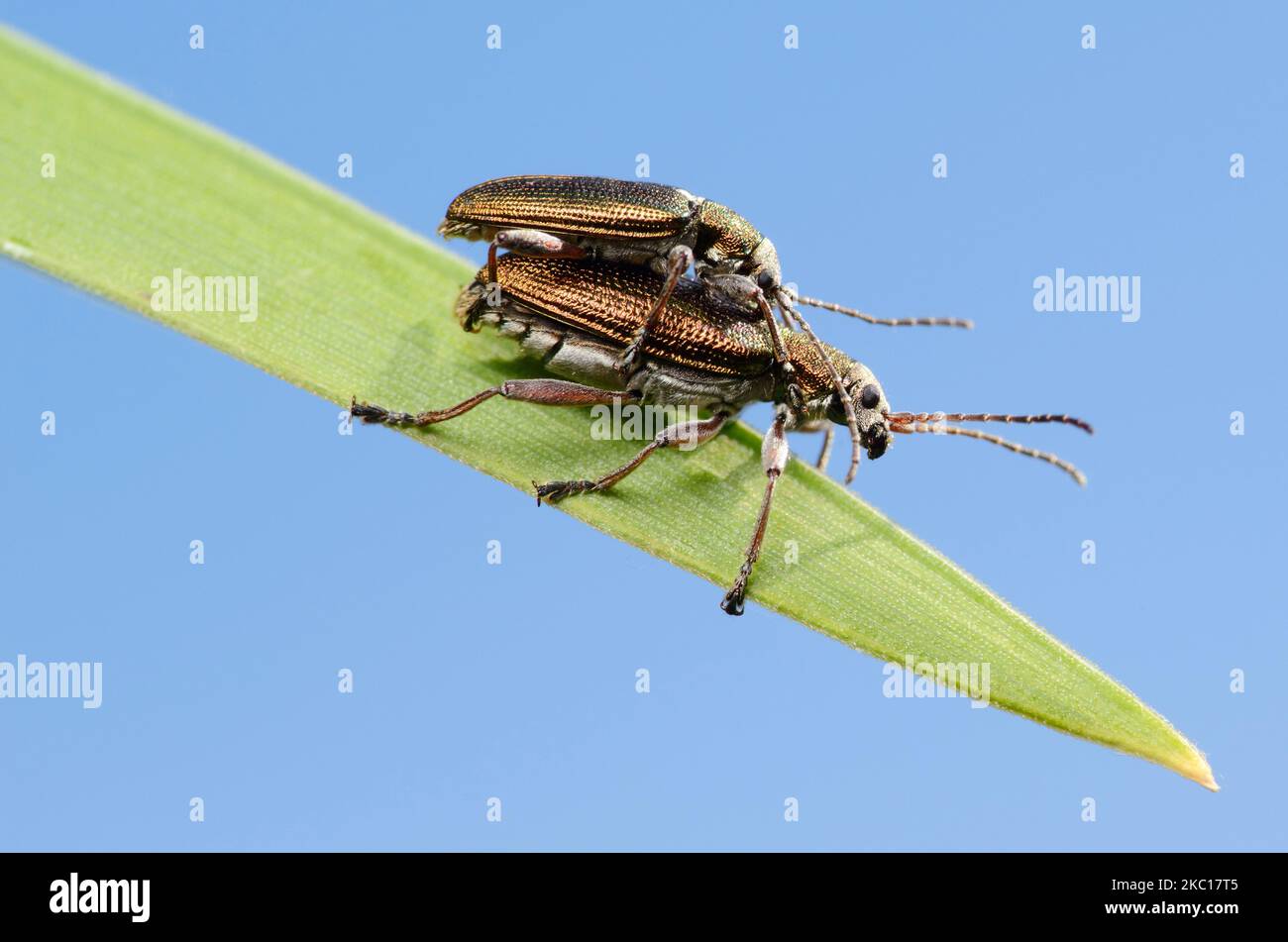 Bright shiny Reed beetles (Donacia) male and female on a leaf against ...