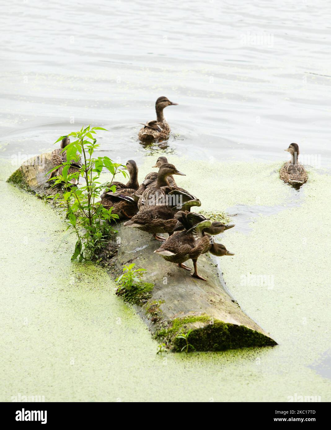 A family of ducks is resting on a log lying in the water in the middle ...