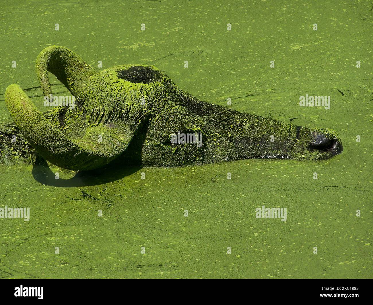 Buffalo submerged in alaecovered pond Stock Photo - Alamy