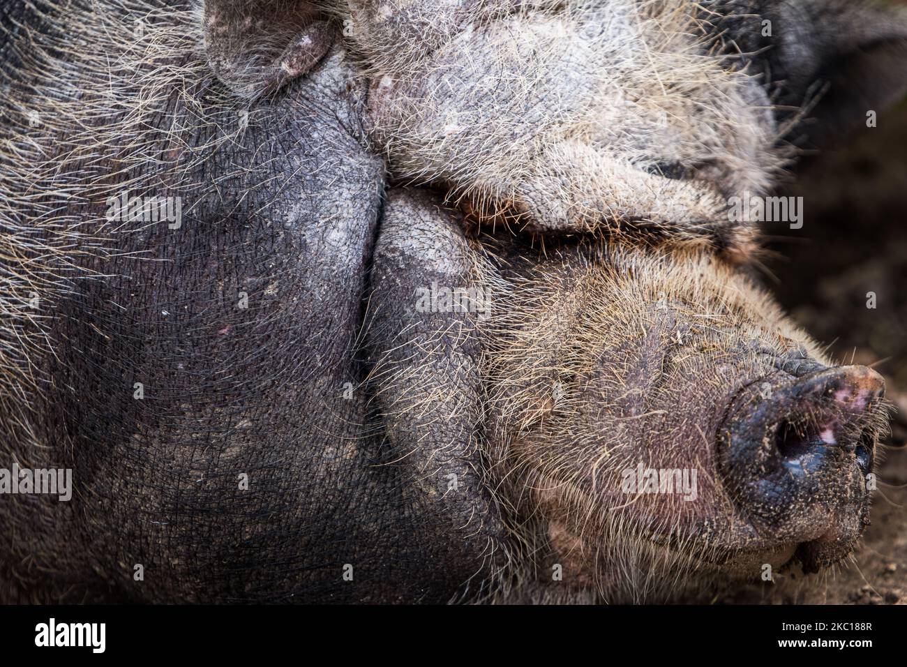 pig in barnyard mud pit Stock Photo - Alamy