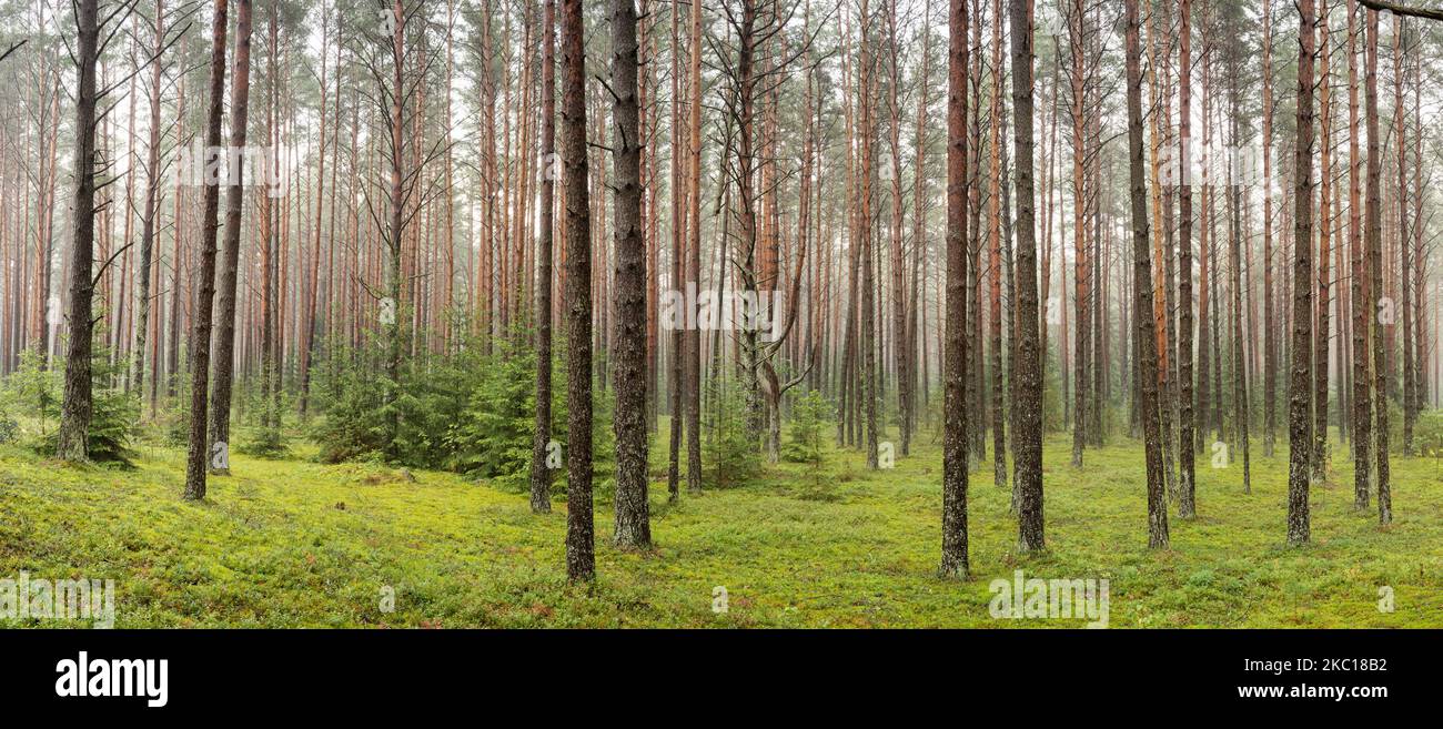 Even aged forest hi-res stock photography and images - Alamy