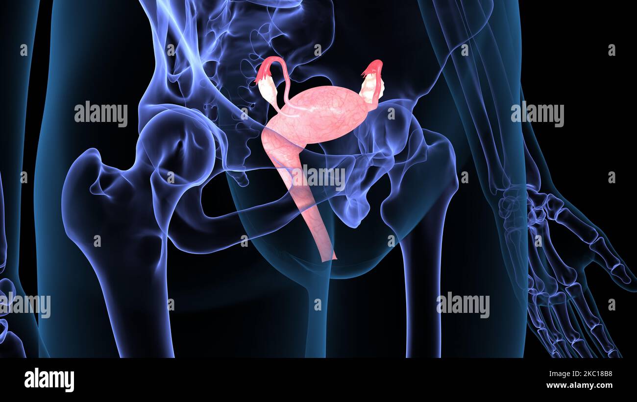 Male female reproductive organs hi-res stock photography and images - Alamy
