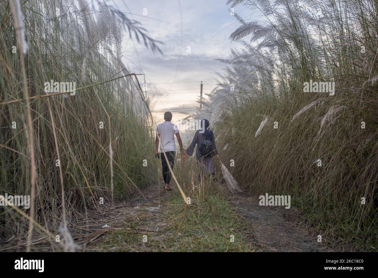 People are visiting catkin grass field amid the COVID-19 pandemic in ...