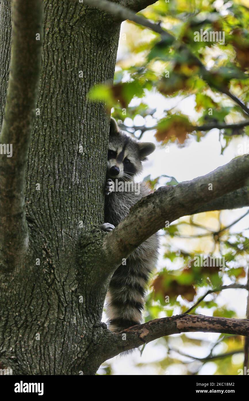 Raccoon procyon lotor climbing a tree hi-res stock photography and ...
