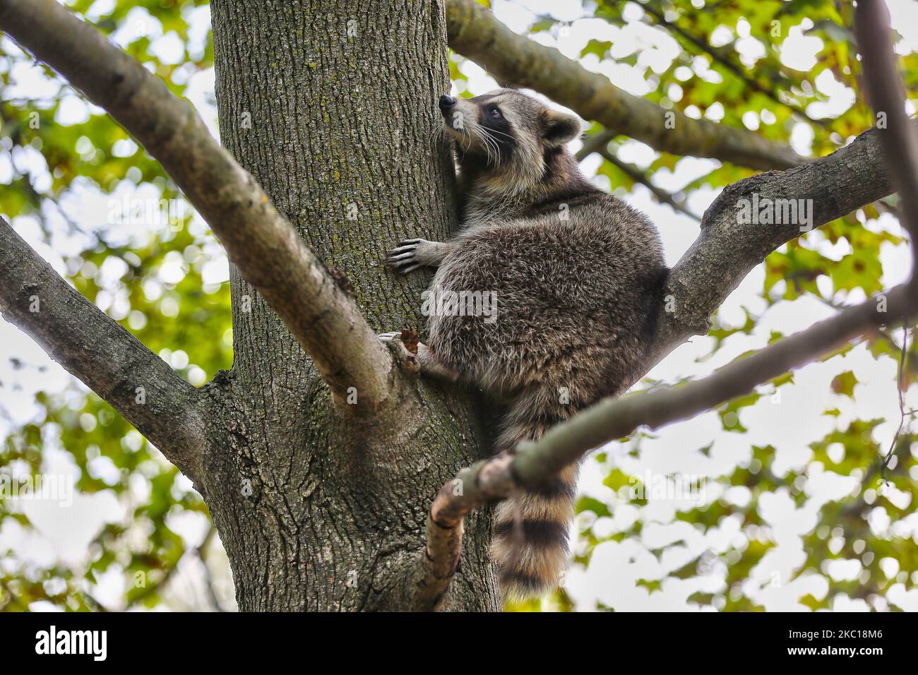 Raccoon (Procyon lotor) climbing a tree in Toronto, Ontario, Canada ...