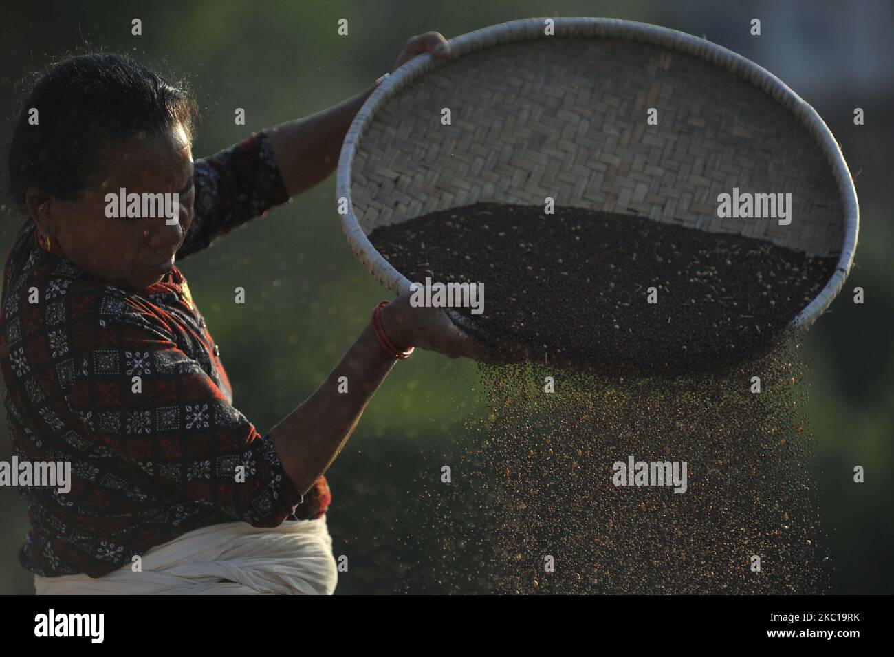 A woman separates millet grains from the glumes, or husks using a ...