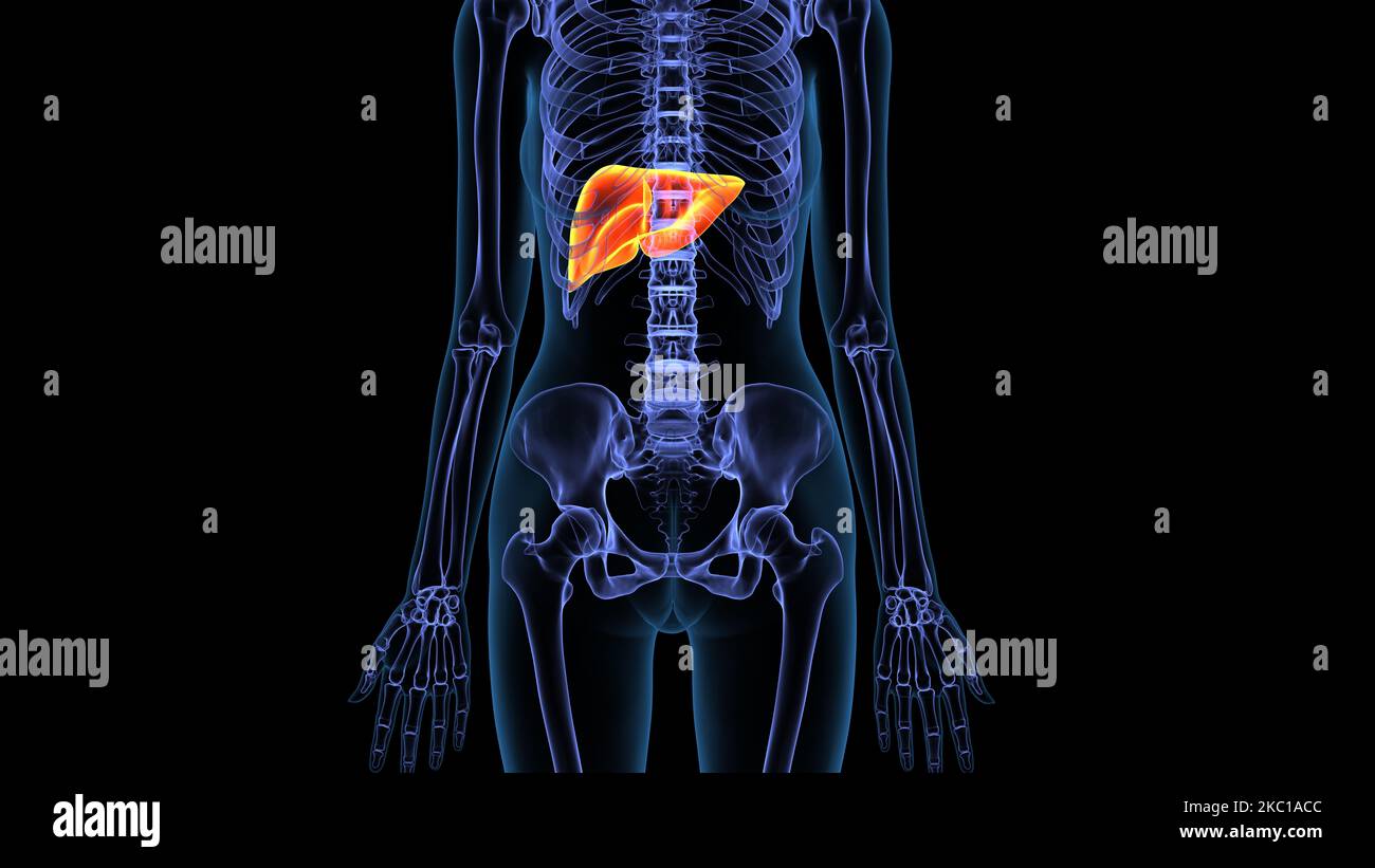 3d rendering illustration kidneys hi-res stock photography and images ...