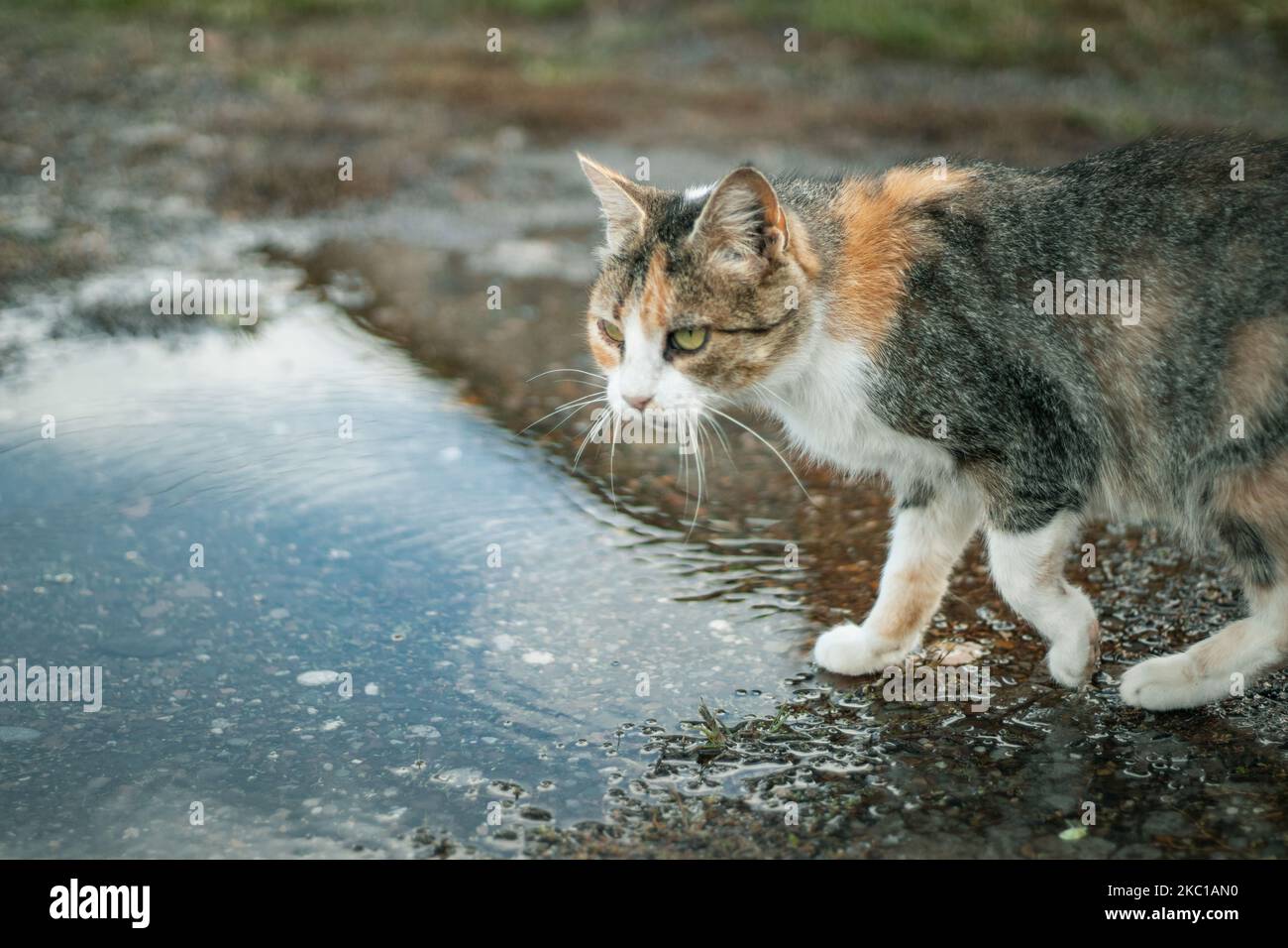 Muddy rainwater hi-res stock photography and images - Alamy