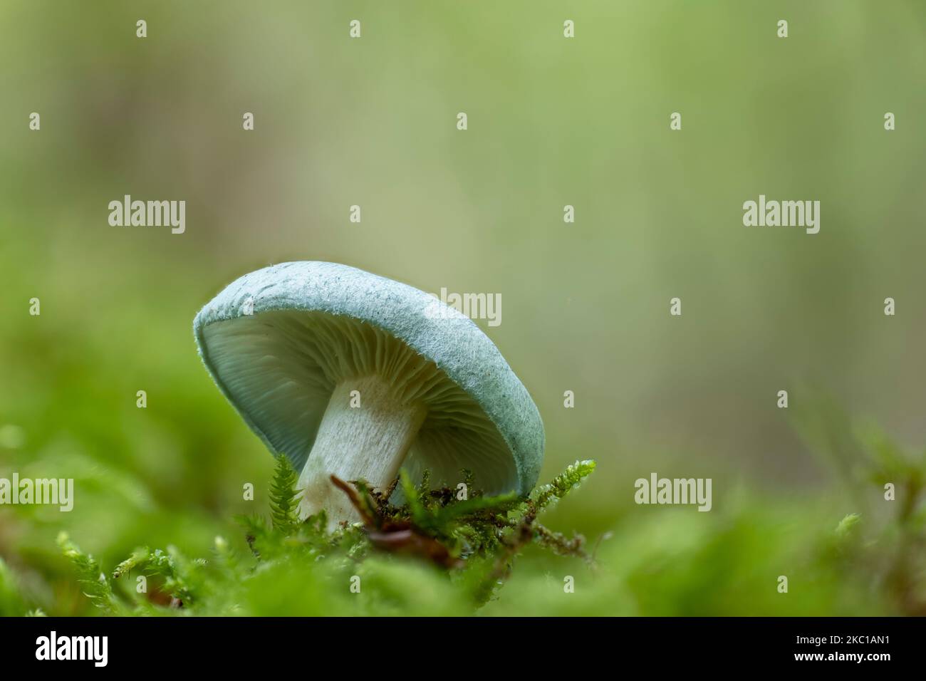 A closeup of an aniseed funnel mushroom (Clitocybe odora) in mos Stock ...