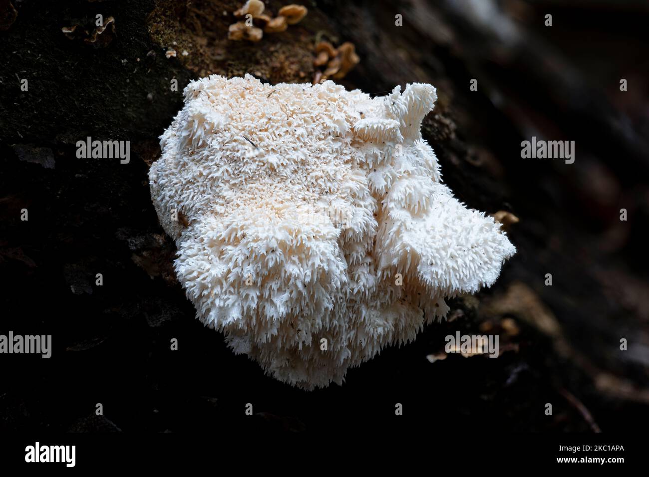 A closeup of a tiered tooth fungus (Hericium cirrhatum Stock Photo - Alamy